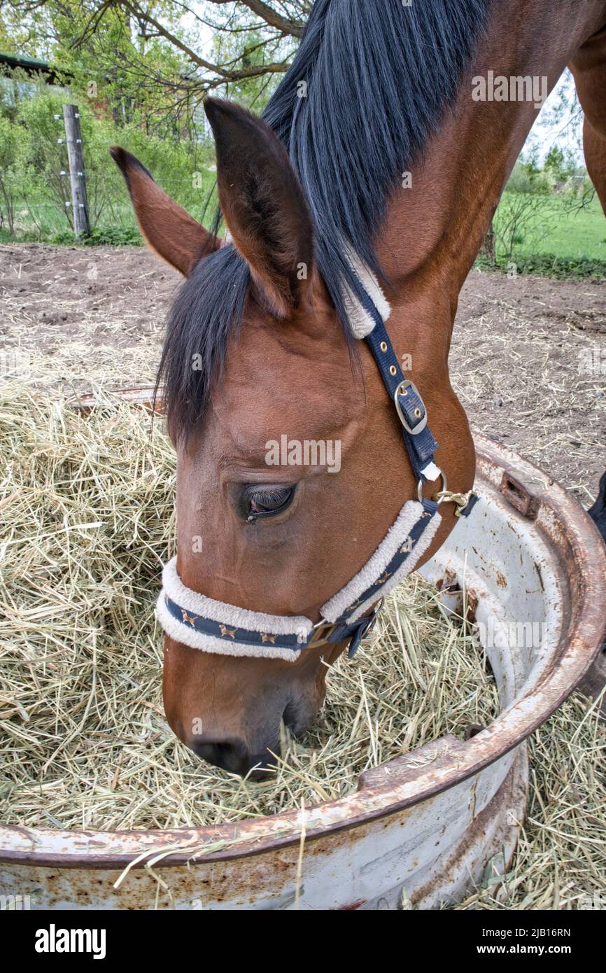 horse eating hay in paddock Stock Photo - Alamy
