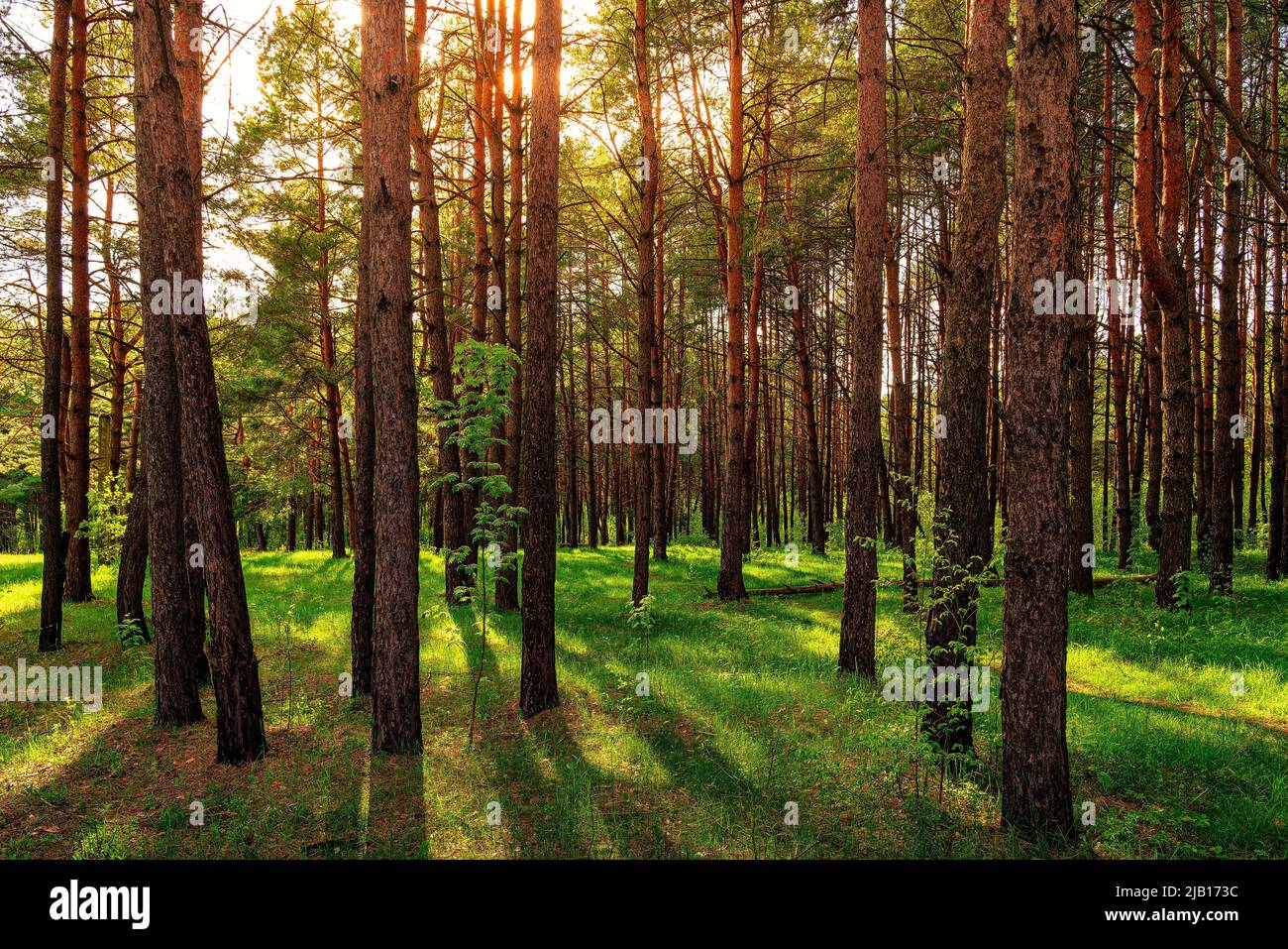 Sunset or dawn in a pine forest in spring or early summer. The sun ...