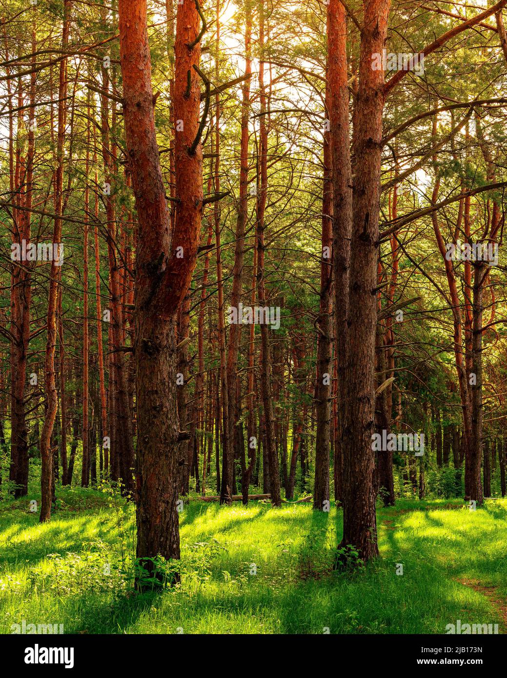 Sunset or dawn in a pine forest in spring or early summer. The sun ...