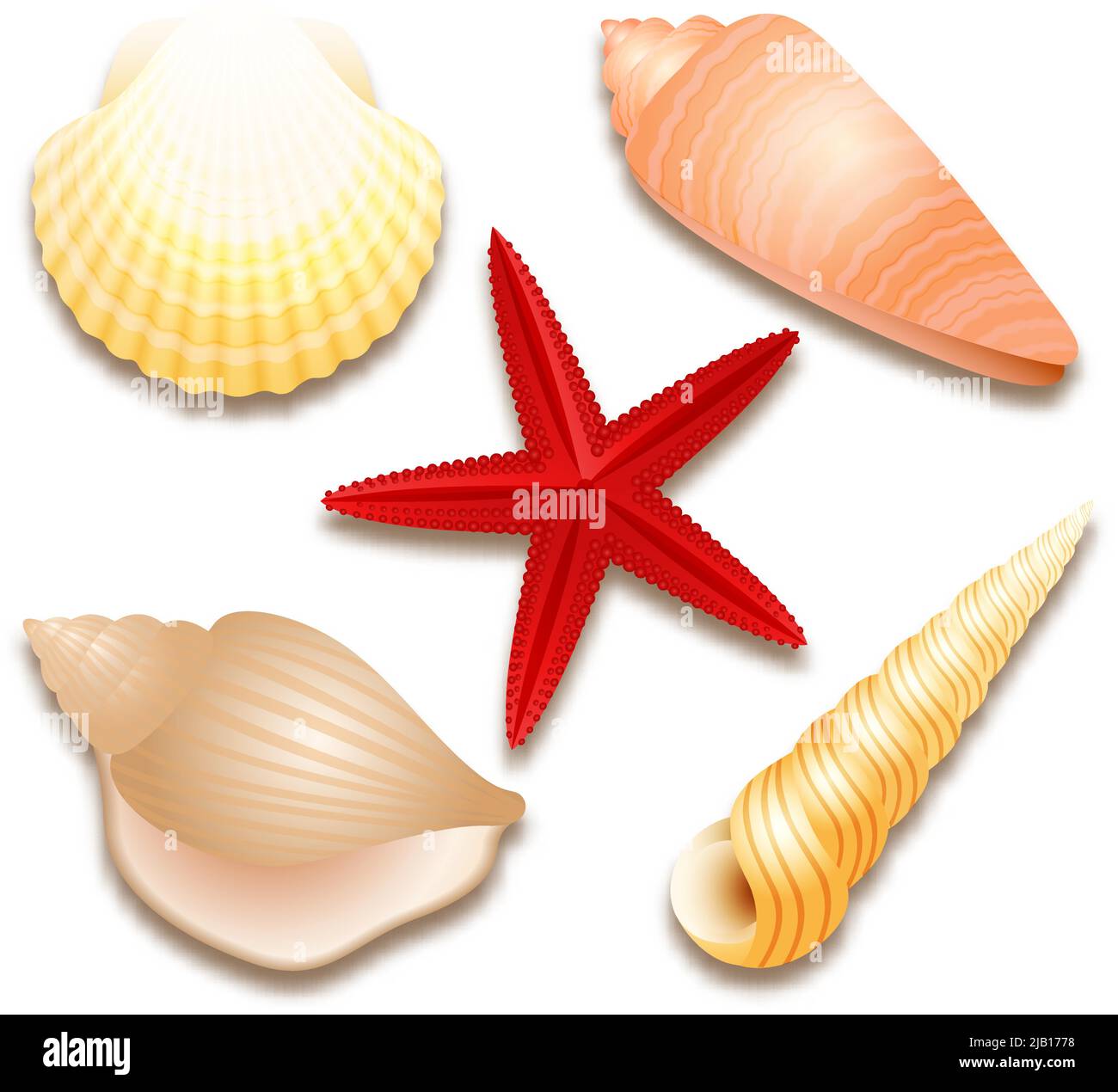 Seashells set and red starfish isolated vector illustration Stock ...