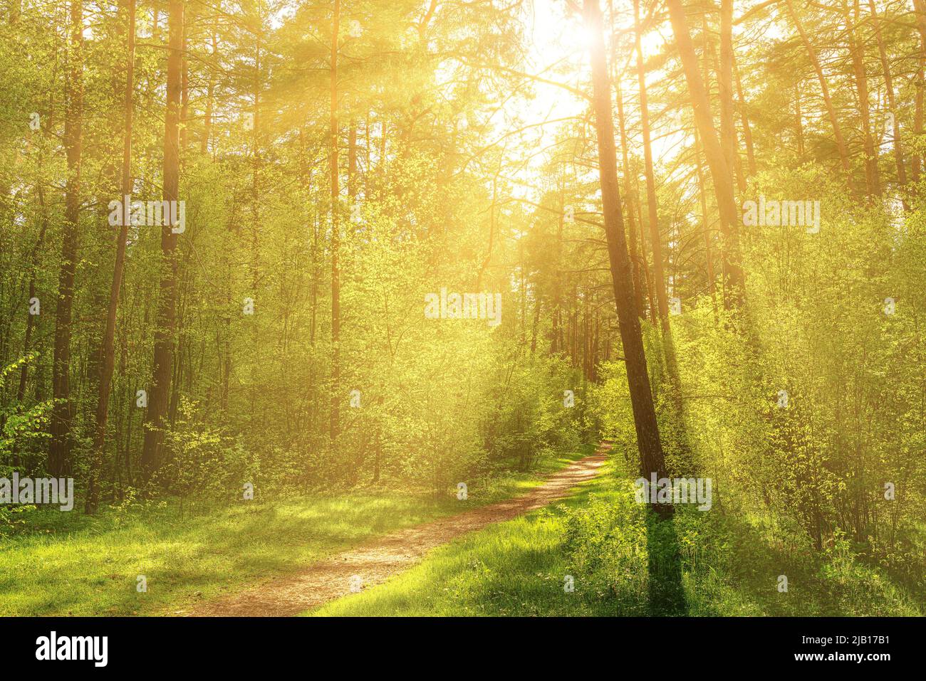 Sunset or dawn in a pine forest in spring or early summer. The sun ...
