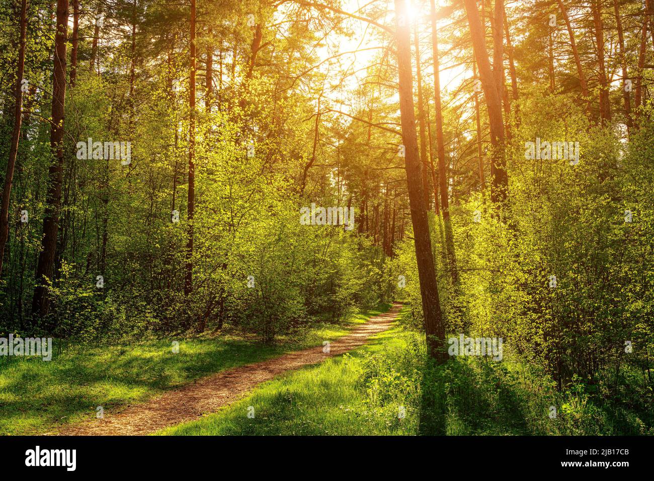 Sunset or dawn in a pine forest in spring or early summer. The sun ...