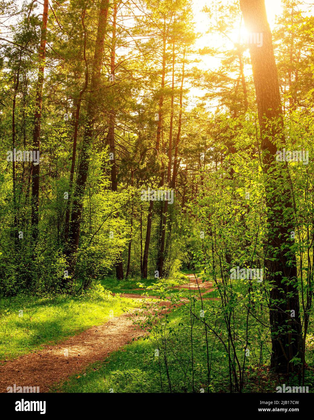 Sunset or dawn in a pine forest in spring or early summer. The sun ...