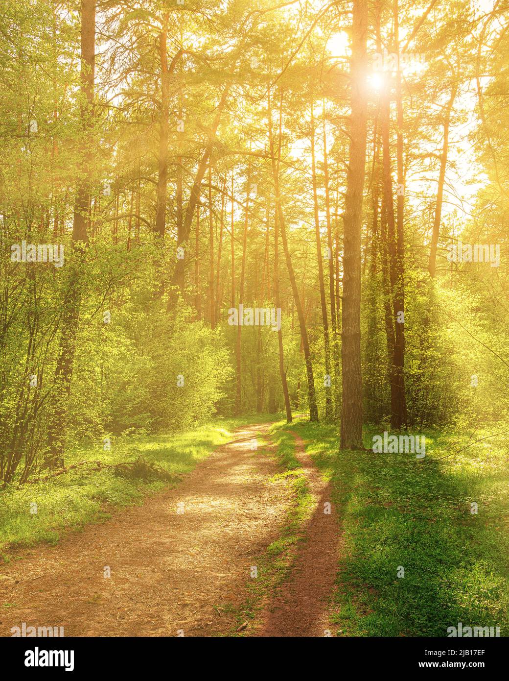 Sunset or dawn in a pine forest in spring or early summer. The sun ...