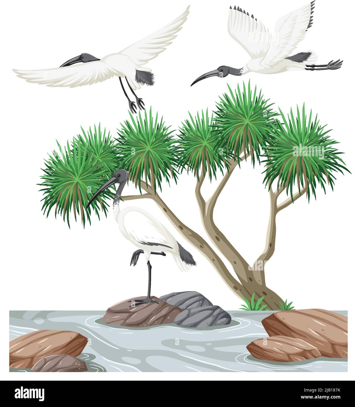 Australian white ibis group in the forest illustration Stock Vector ...