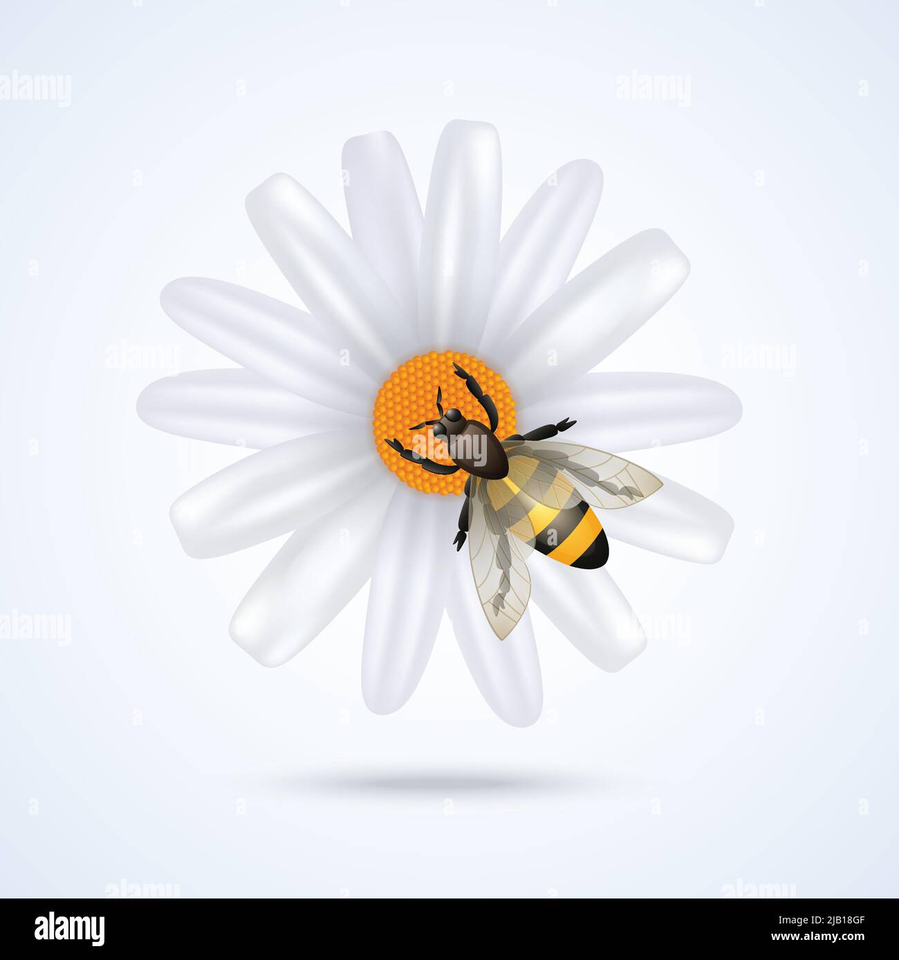 Realistic honey bee on daisy flower isolated on white background vector ...