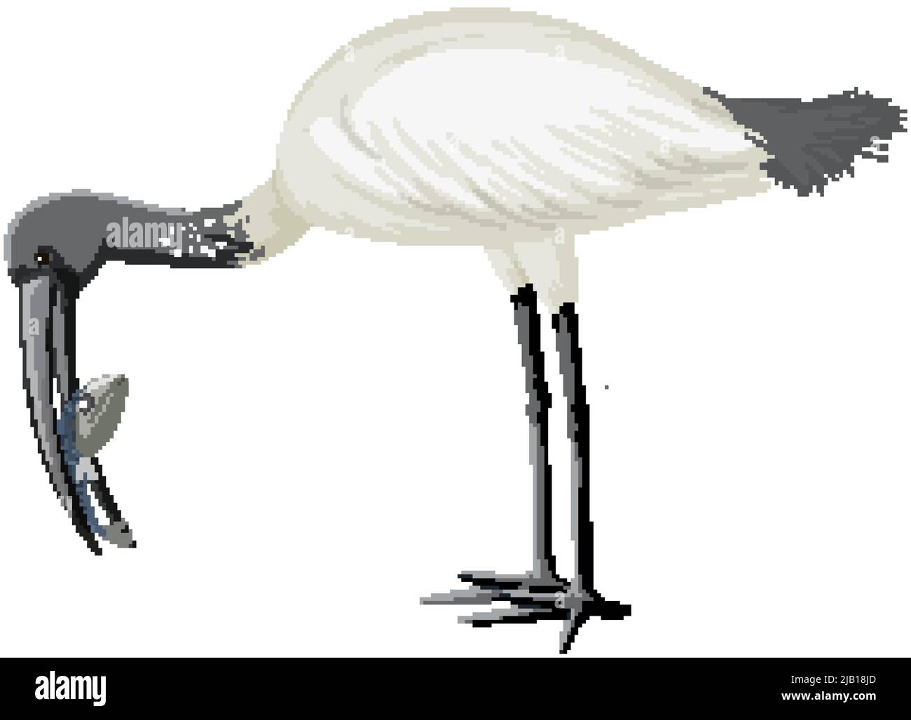 Australian white ibis isolated illustration Stock Vector Image & Art ...