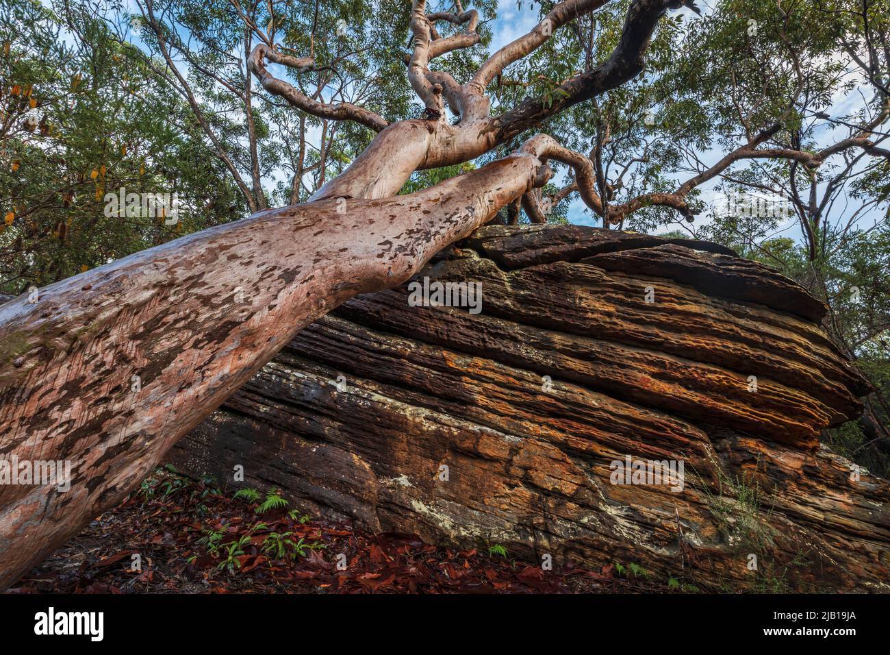 tree fallen over onto rock in bushland after lots of rain Stock Photo ...