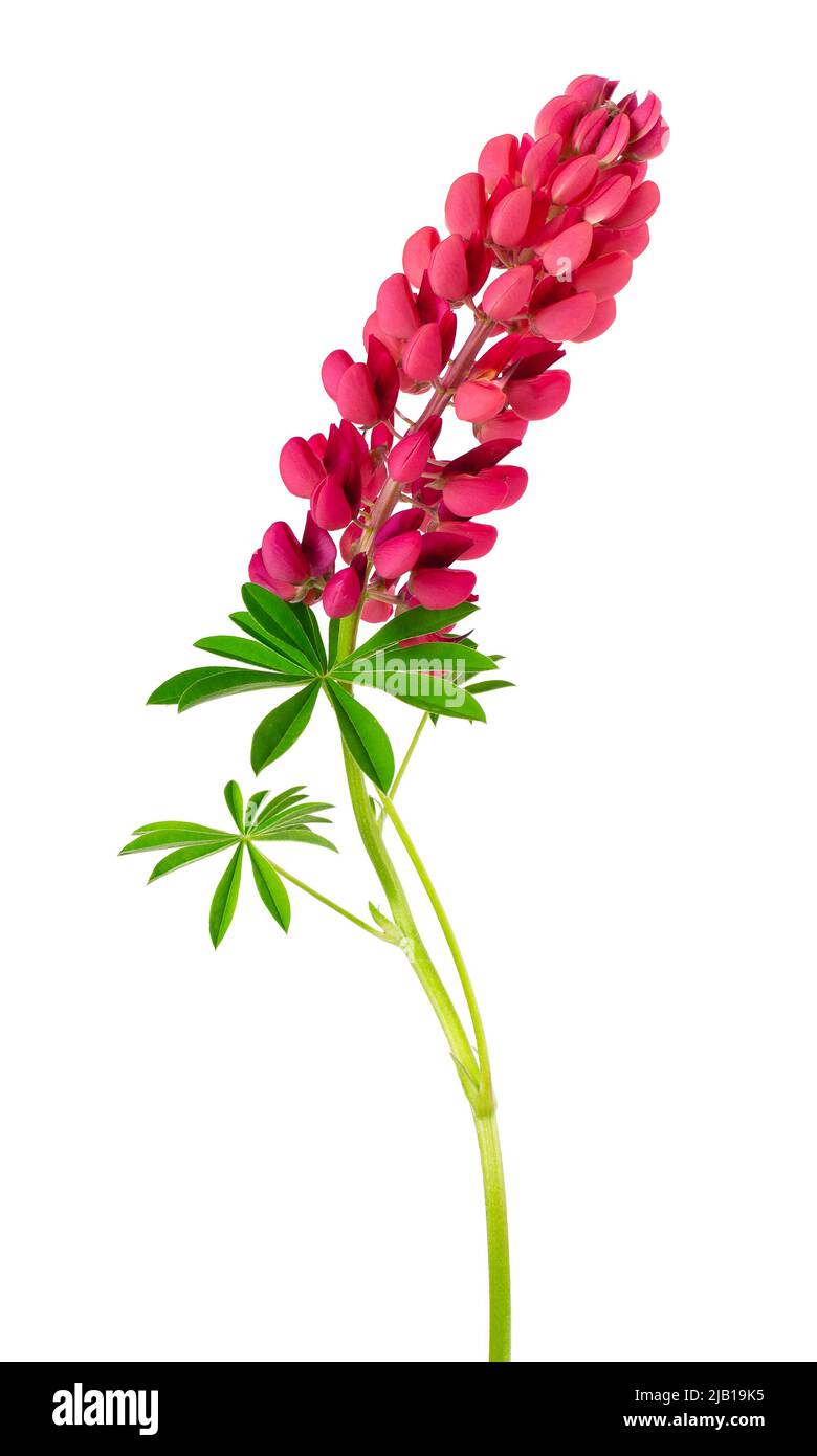 Lupine flower isolated on white background. Pink lupinus Stock Photo ...