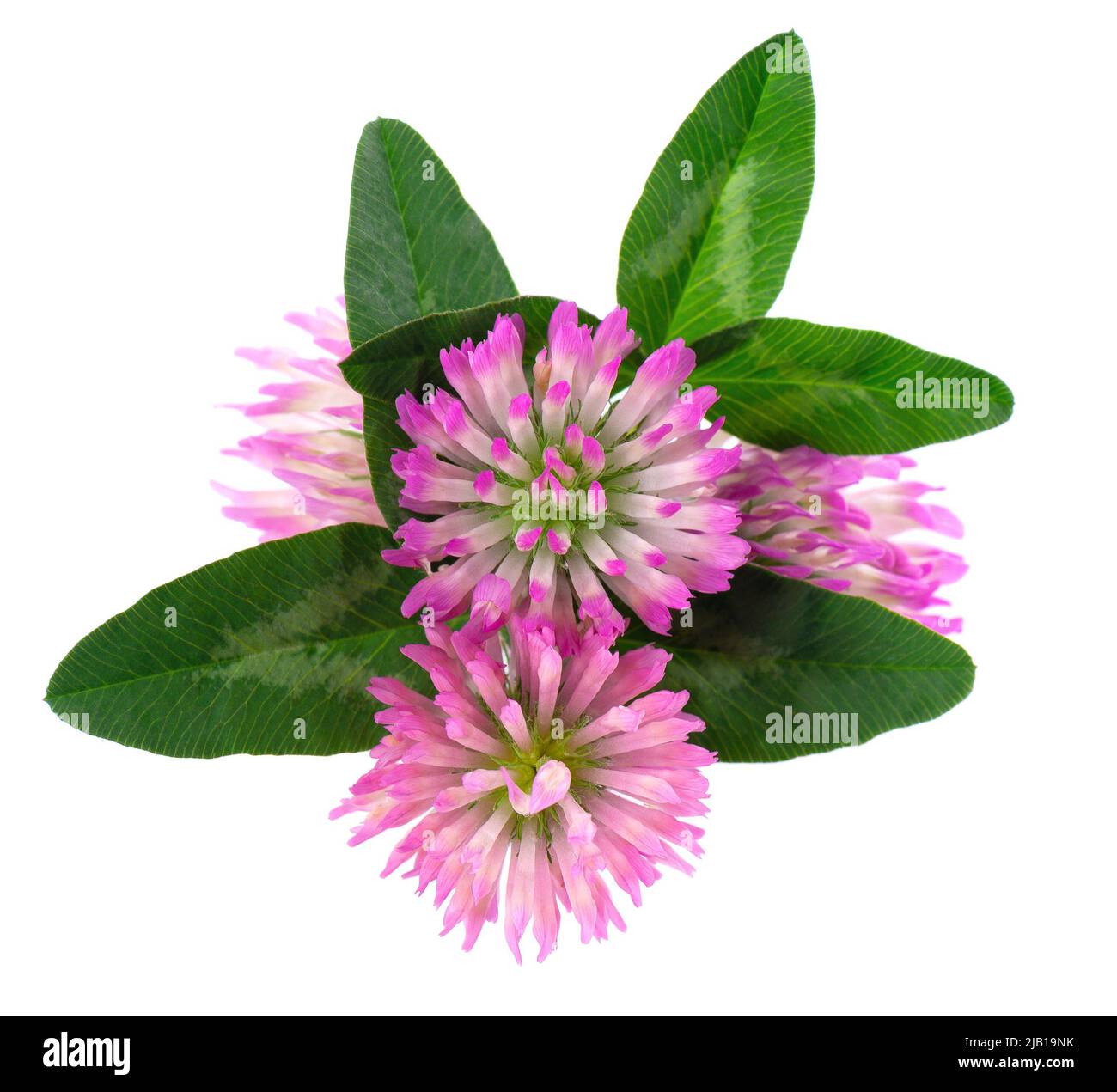 Clover flowers with green leaves, isolated on white background. Bouquet ...
