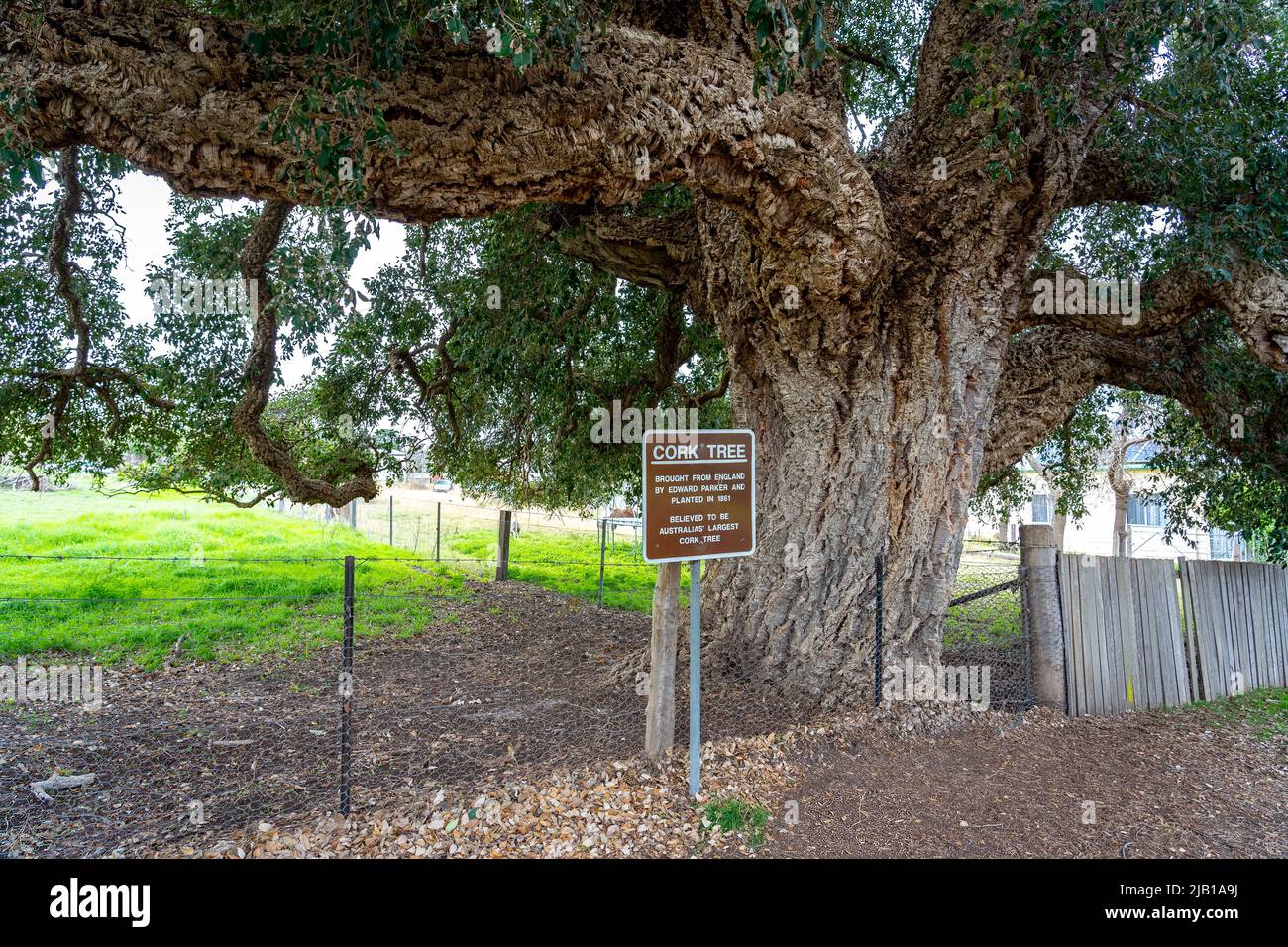Largest Cork Tree In Australia In Tenterfield Nsw Australia Stock