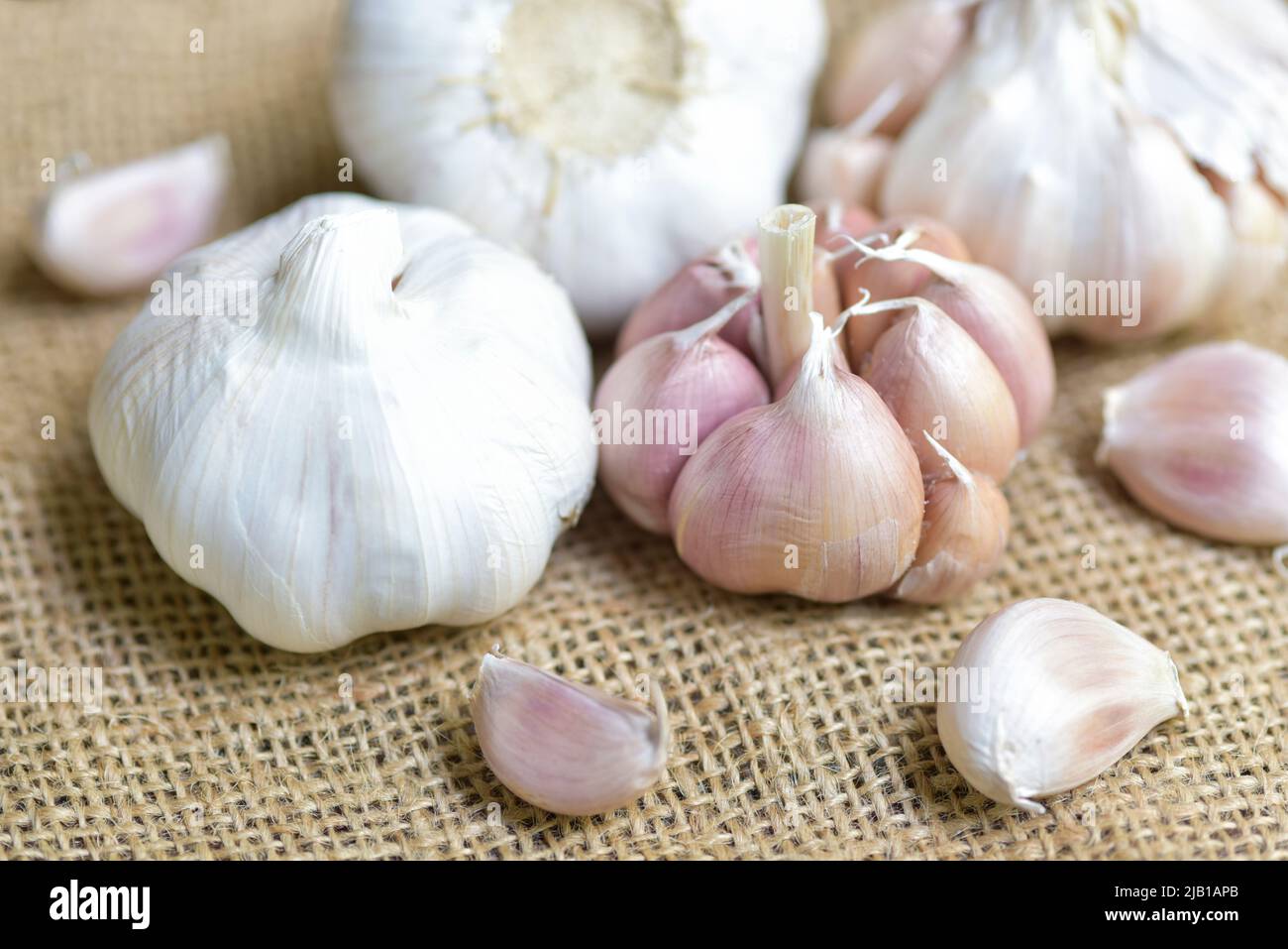 garlic bulbs and garlic cloves on a cloth sack. Selected focus. Concept ...