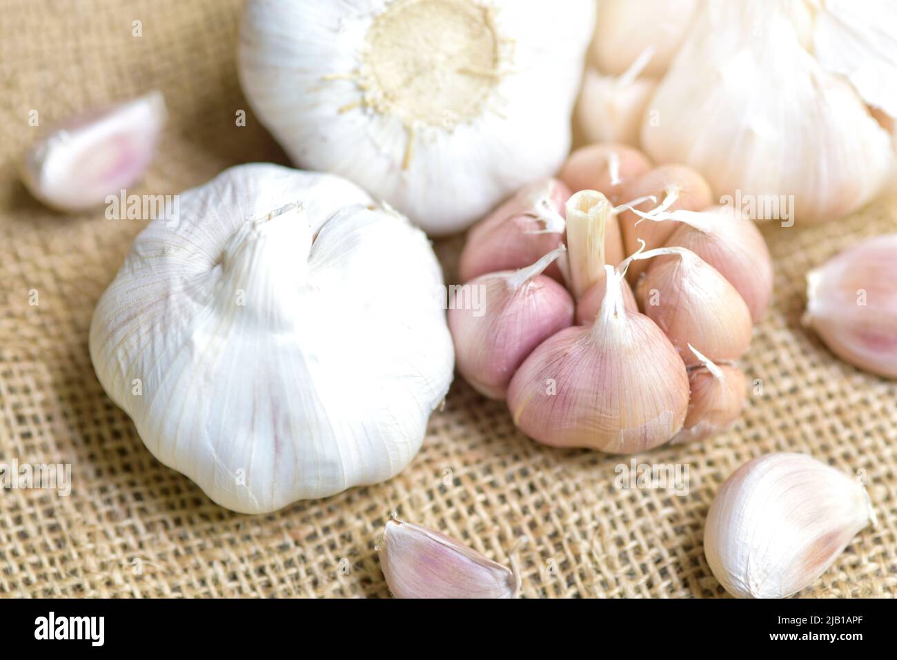 garlic bulbs and garlic cloves on a cloth sack. Selected focus. Concept ...
