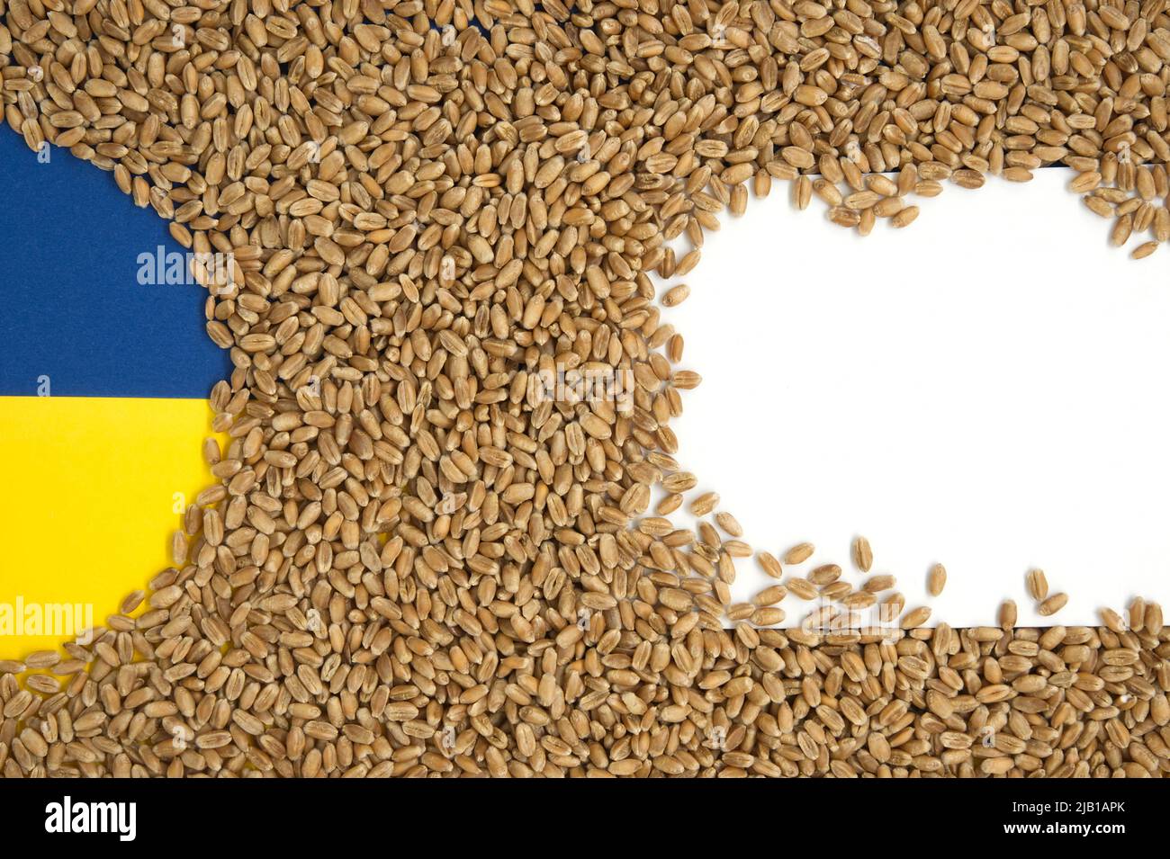 Wheat grains background with blue and yellow Ukrainian flag colors and ...