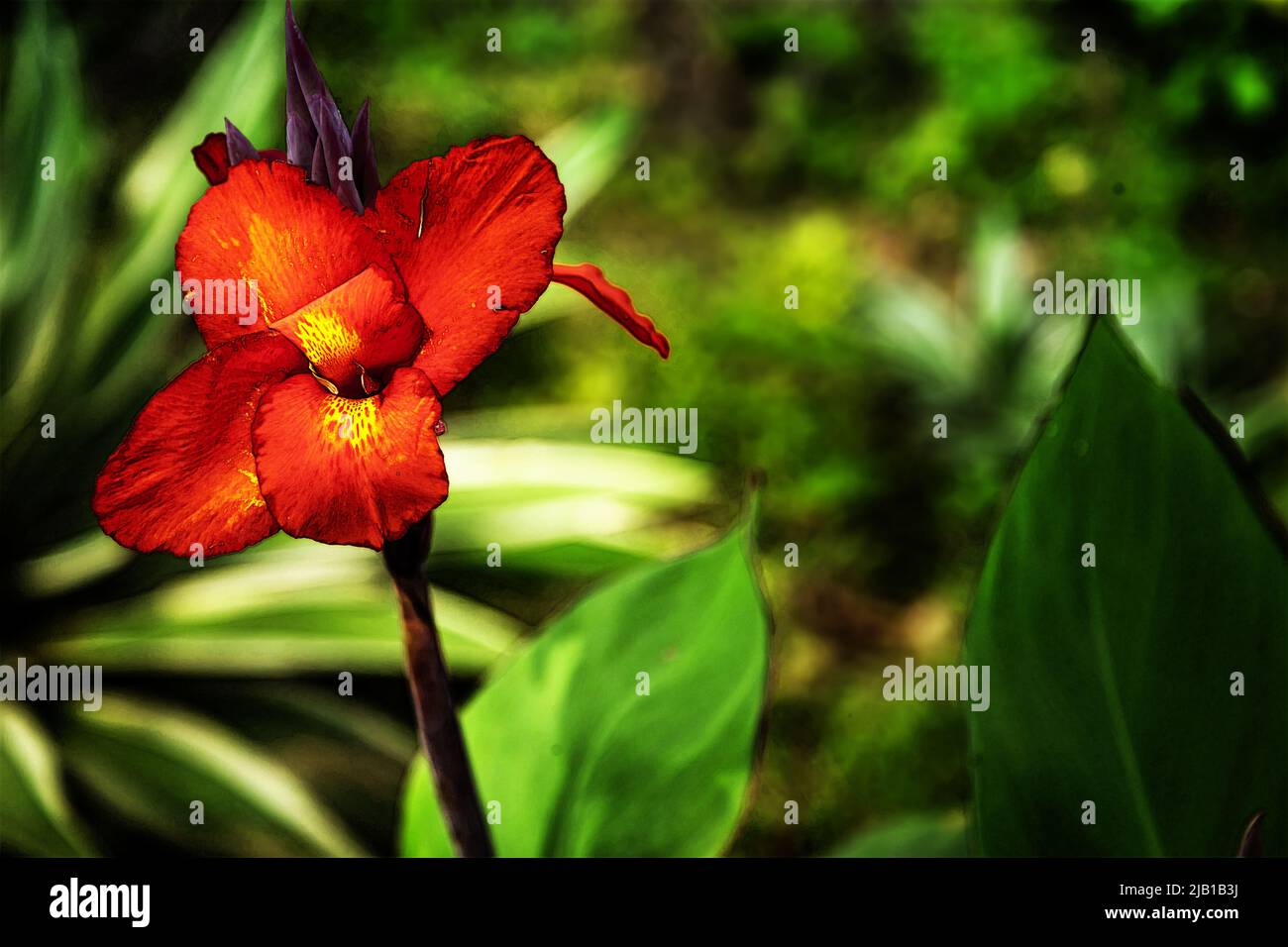 Botany bright costa rica hi-res stock photography and images - Alamy