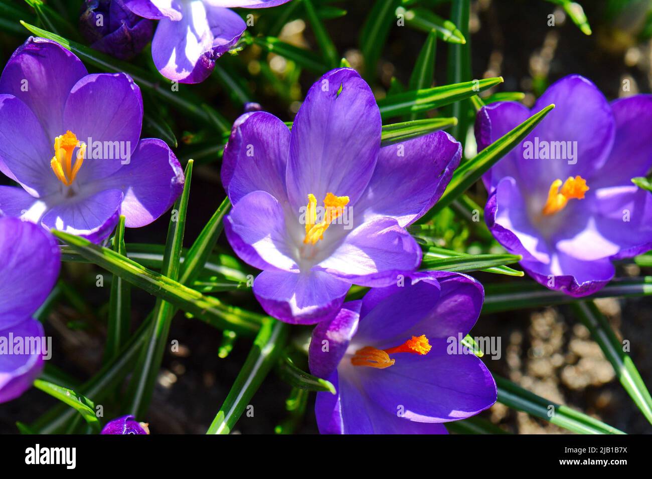blooming spring flowers crocus growing in wildlife. Purple crocus ...