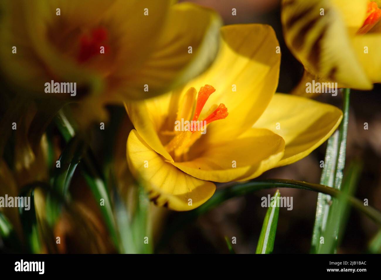 blooming spring flowers crocus growing in wildlife. Purple crocus ...
