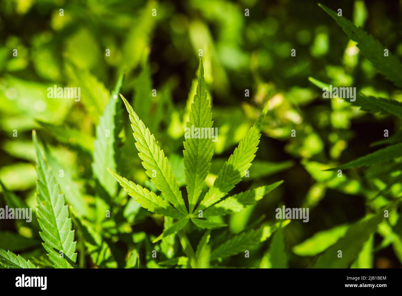 The problems in a farm hi-res stock photography and images - Alamy