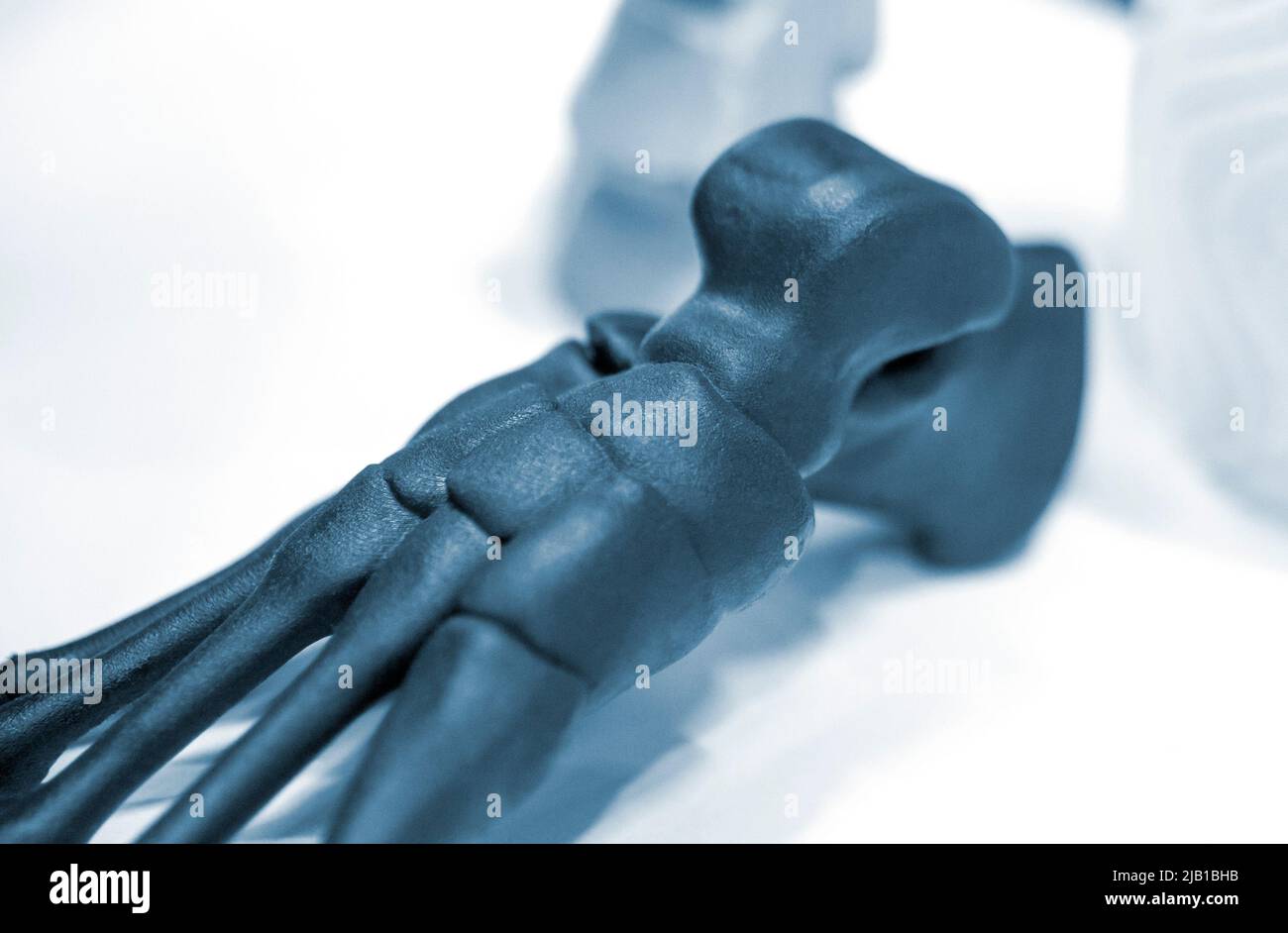 Prototype human foot skeleton printed on 3D printer. Model printed on ...