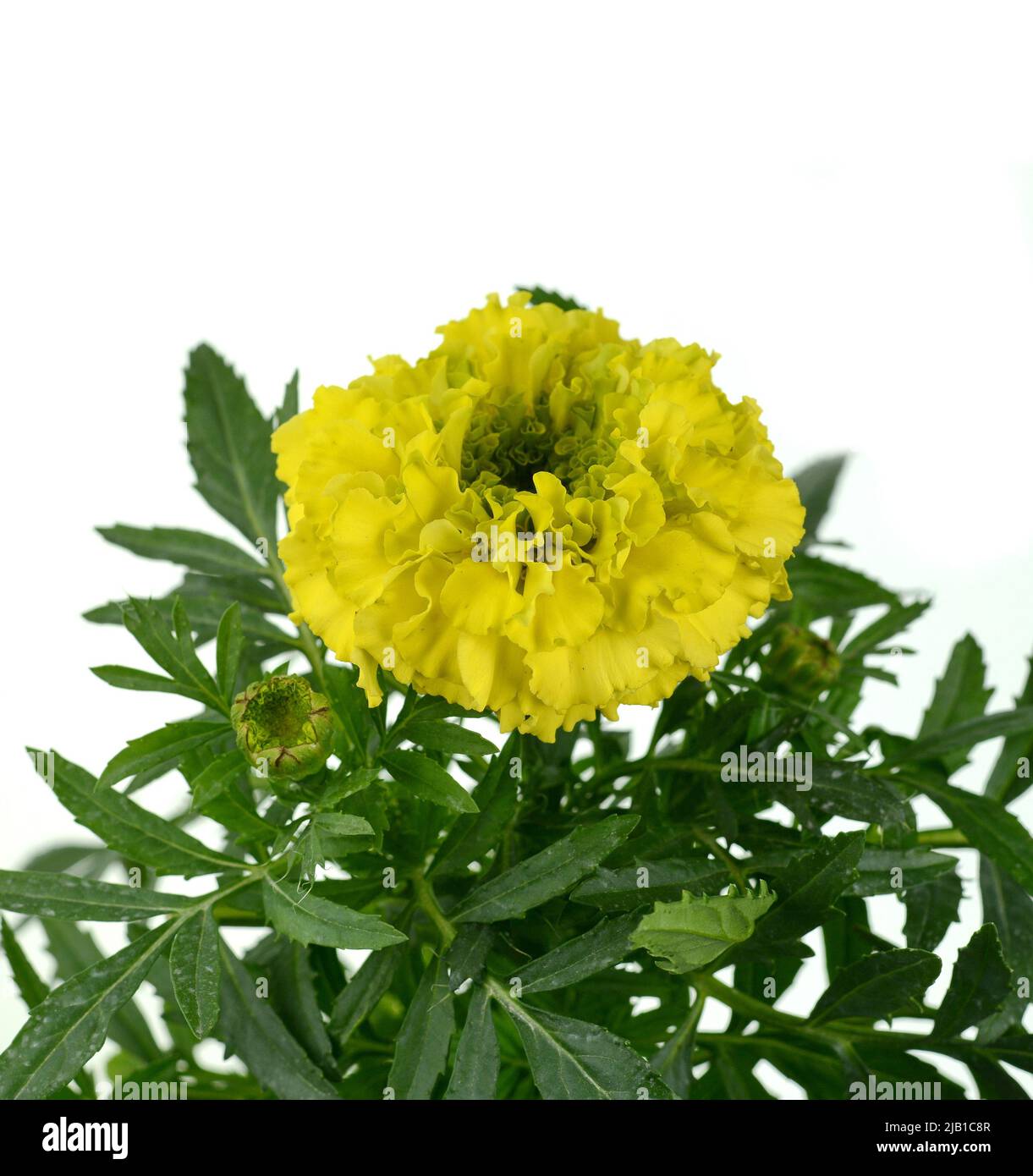 Marigold flower isolated on white background. Tagetes. yellow flower of ...