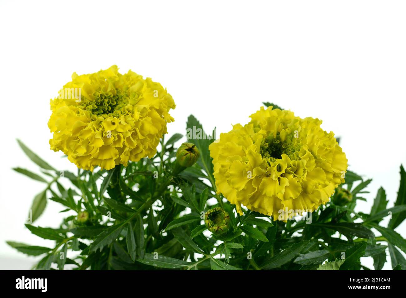 Marigold flower isolated on white background. Tagetes. yellow flower of ...
