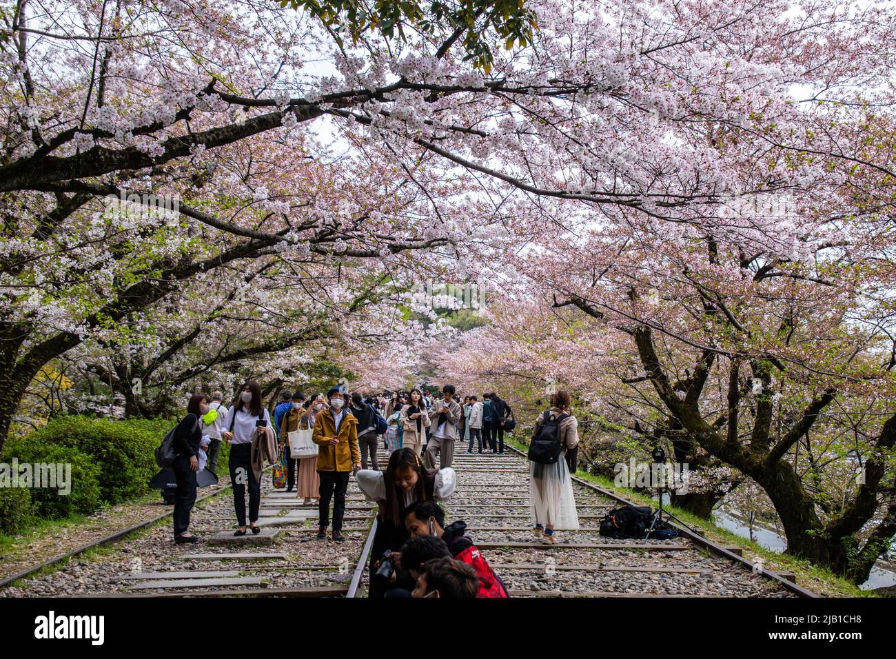Keage Incline with Sakura (Somei Yoshino) trees. It is a 582 meter long ...