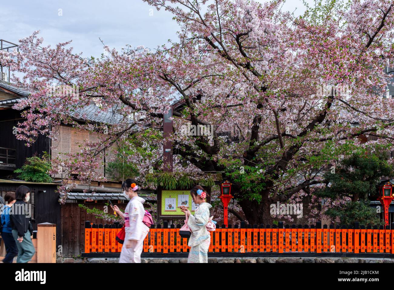 Tatsumi-bashi Bridge with Sakura cherry blossom in spring. Tatsumi ...