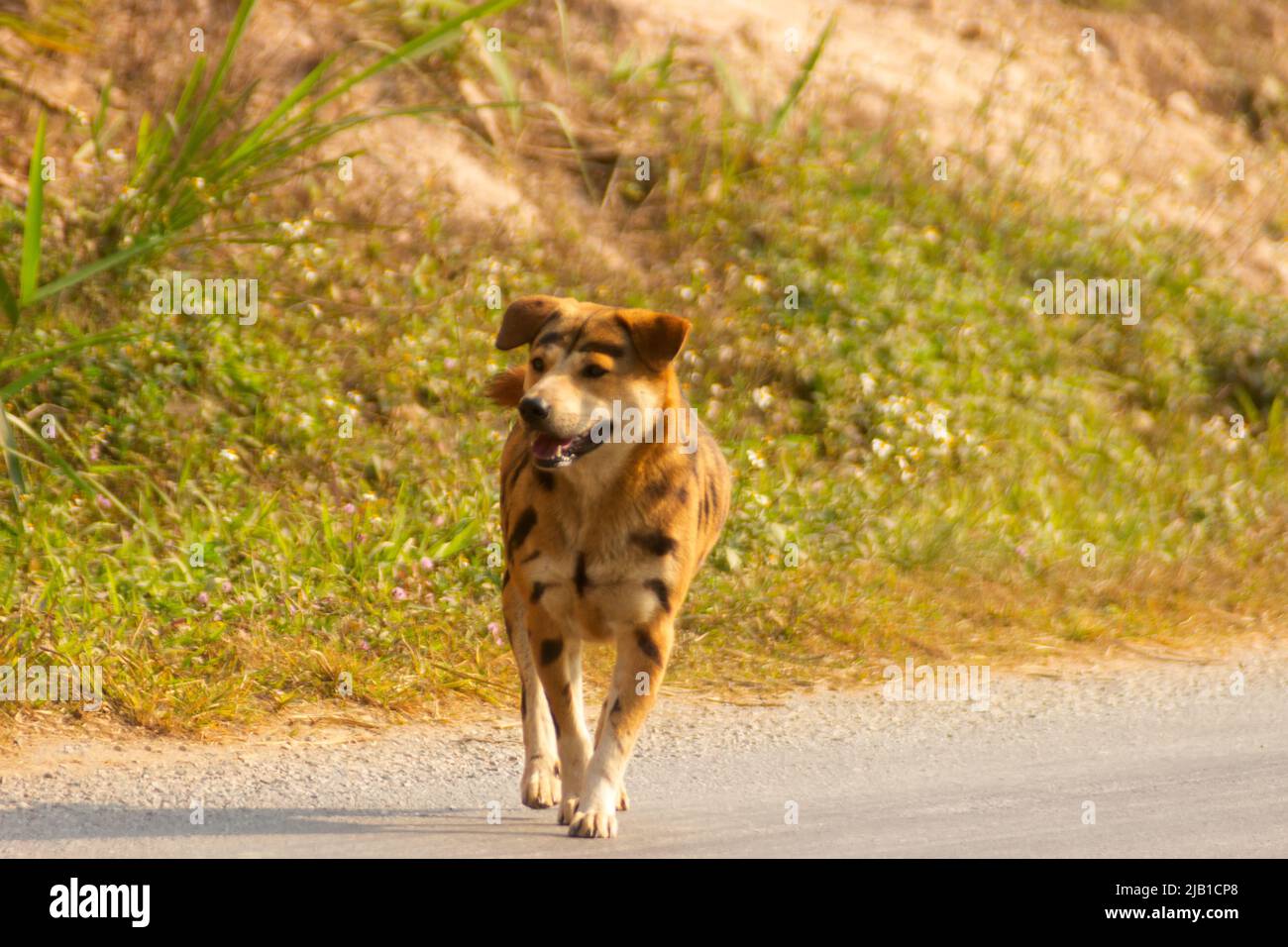 A stray dog of unusual color (tiger or hyena?) on the road. Sri Lanka ...