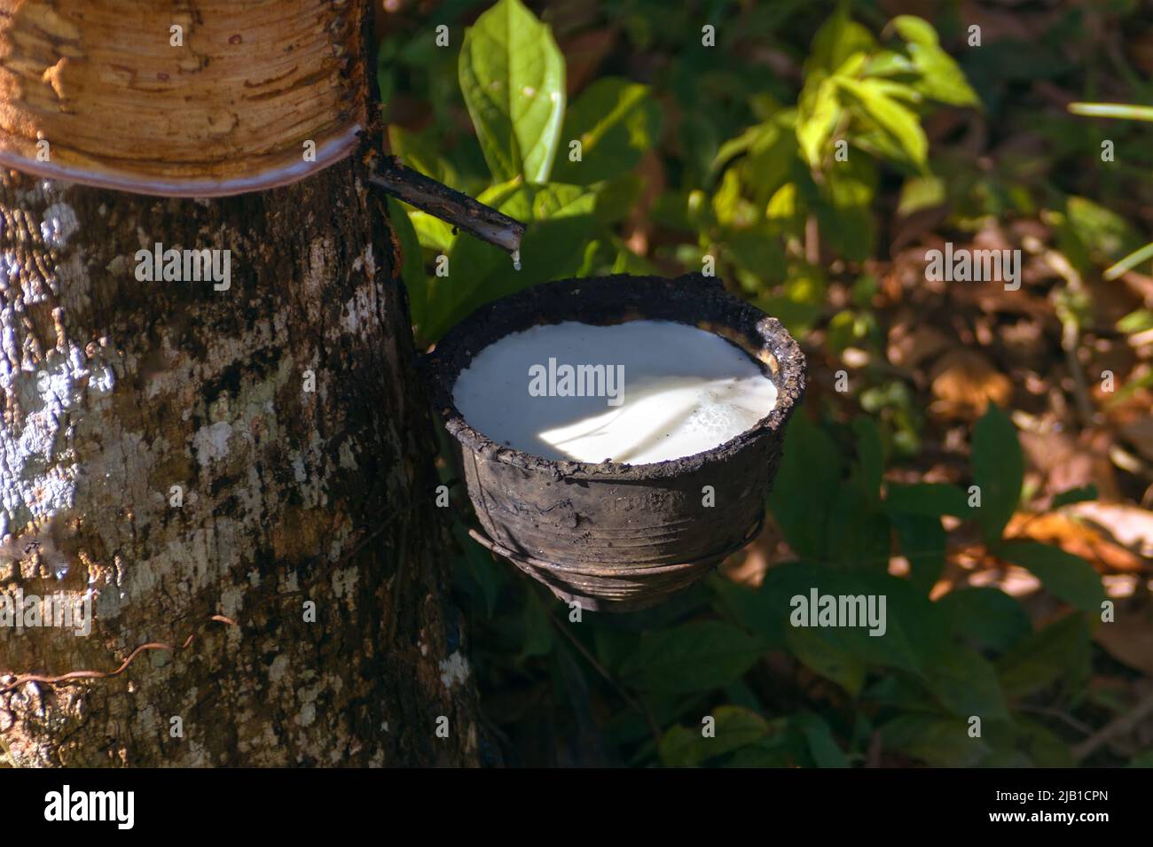 Rubber crop, caoutchouc tree, tray, a cup for collecting of latex ...