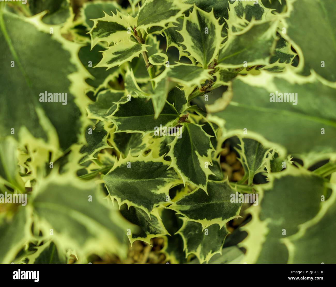 Full frame holly leaves closeup Stock Photo - Alamy