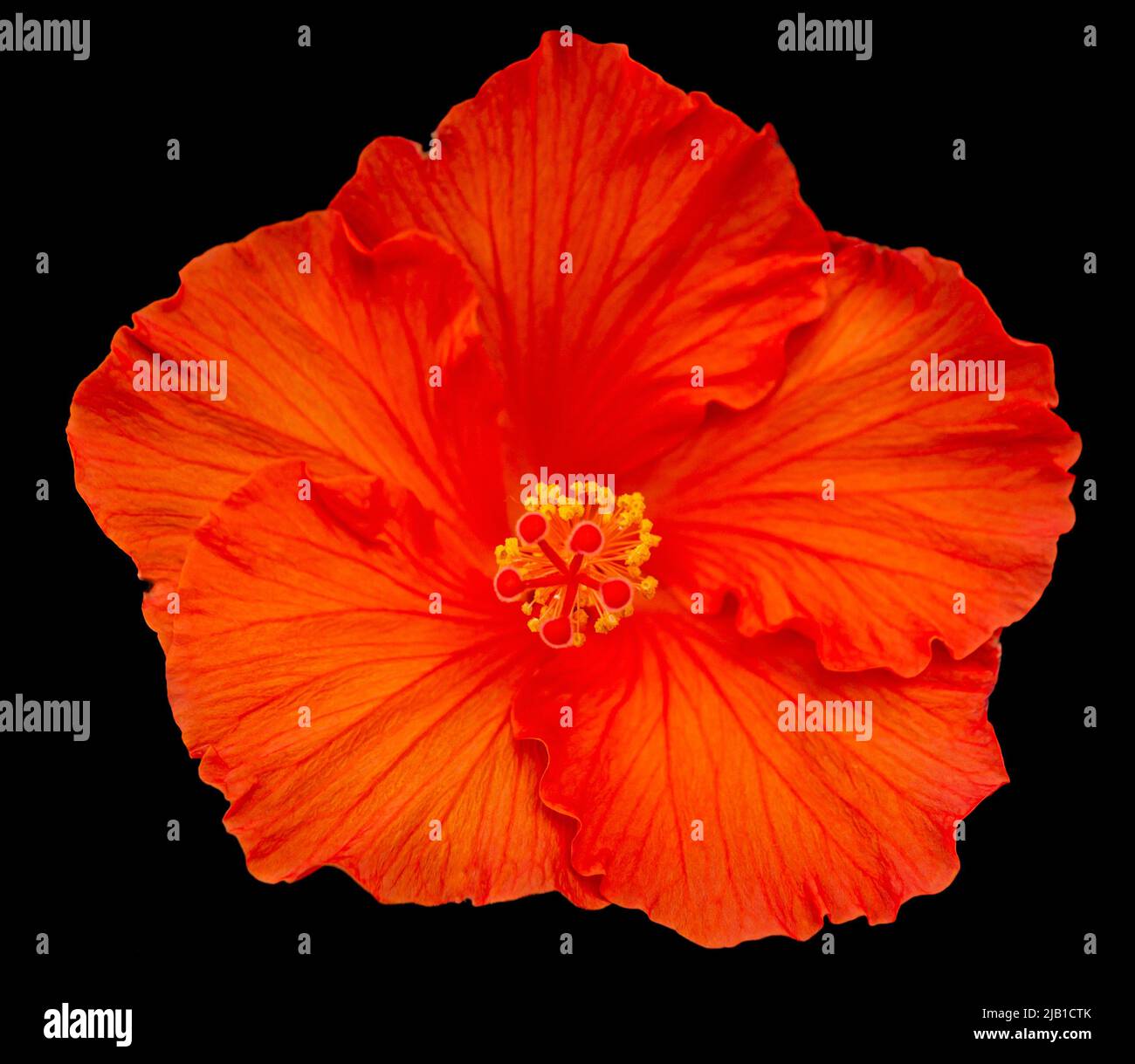 Red hibiscus flower closeup isolated in black back Stock Photo - Alamy