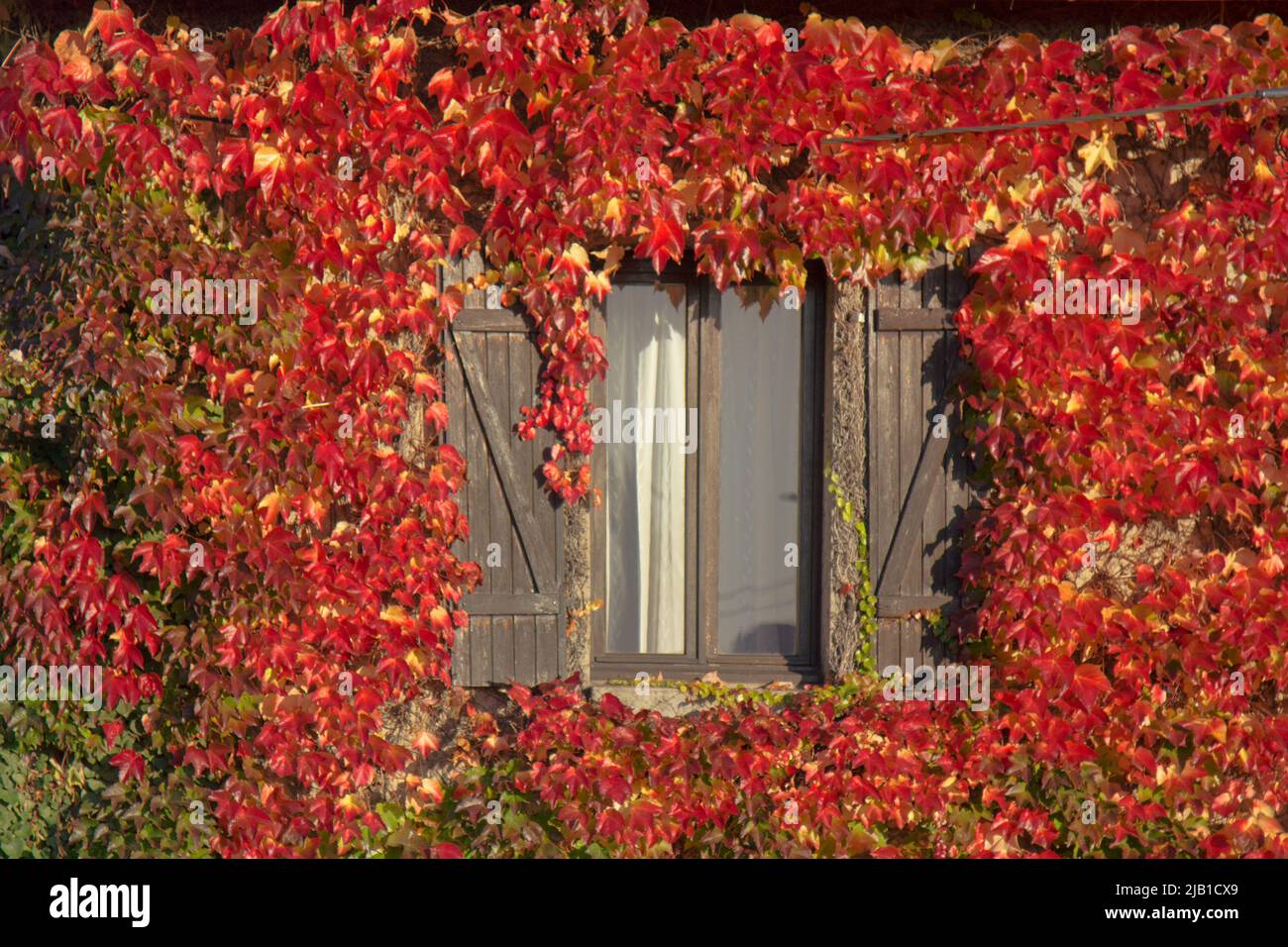 The rustic little snug cottage is covered with autumn red ivy ...