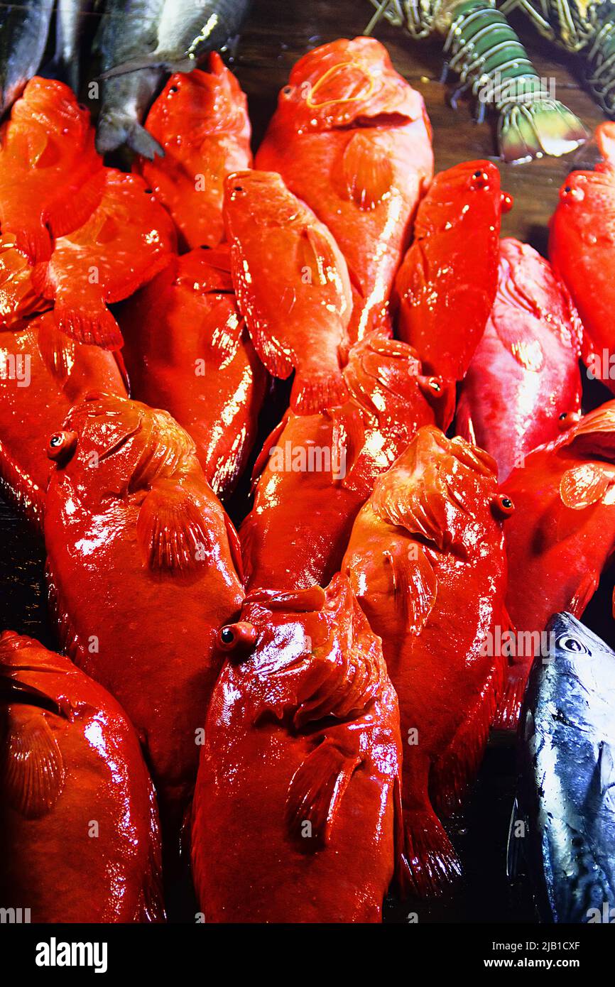 Red stumpnose hi-res stock photography and images - Alamy