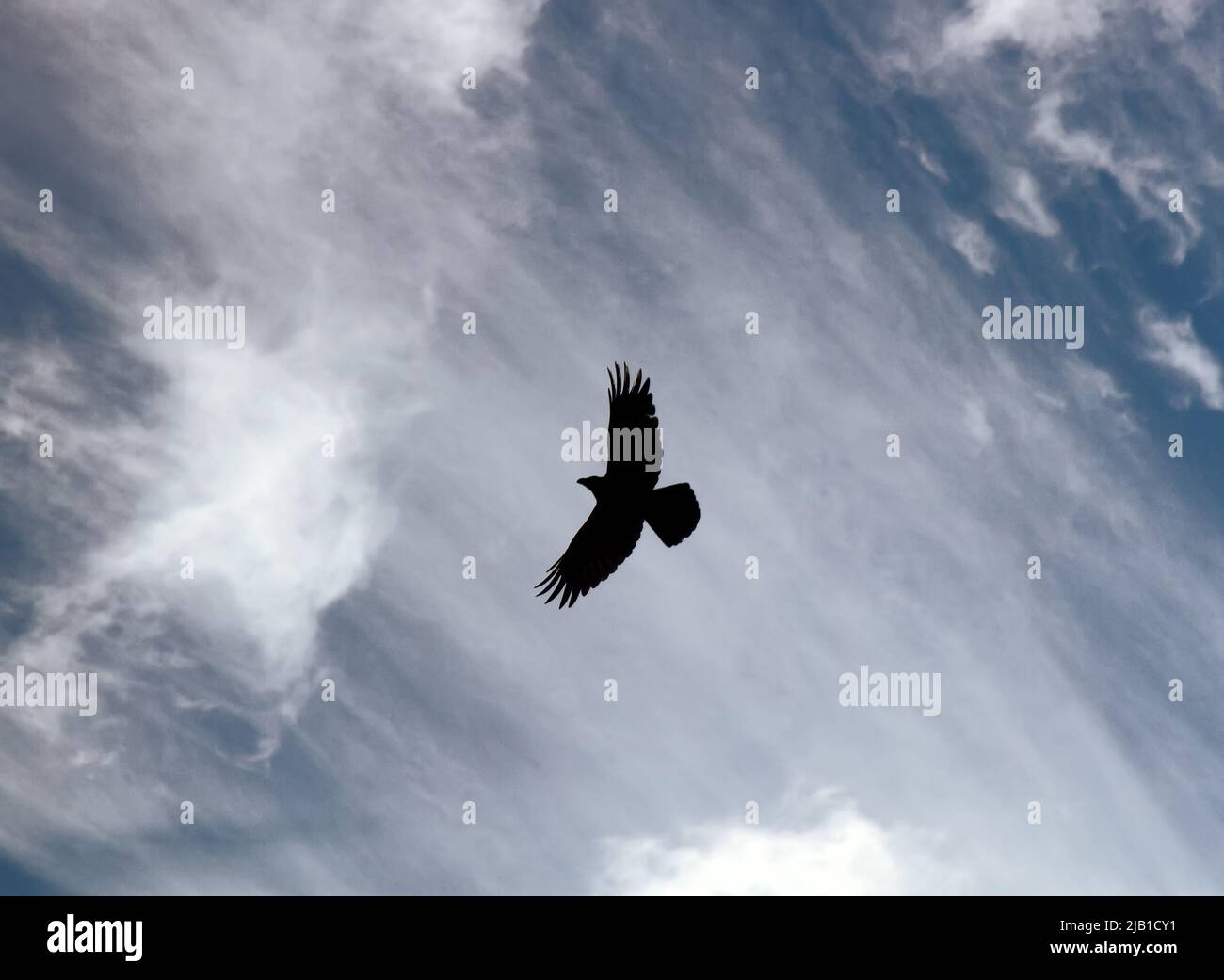 Indian Glossy Black Raven, House crow (Corvus splendens) in mountain of ...