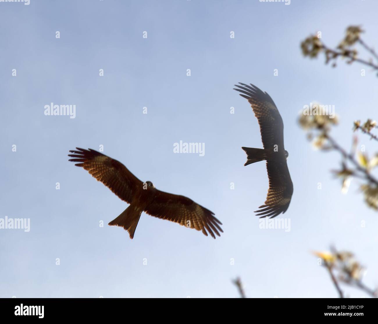 Pariah kites (Milvus migrans govinda) on pairing flight. India Stock ...
