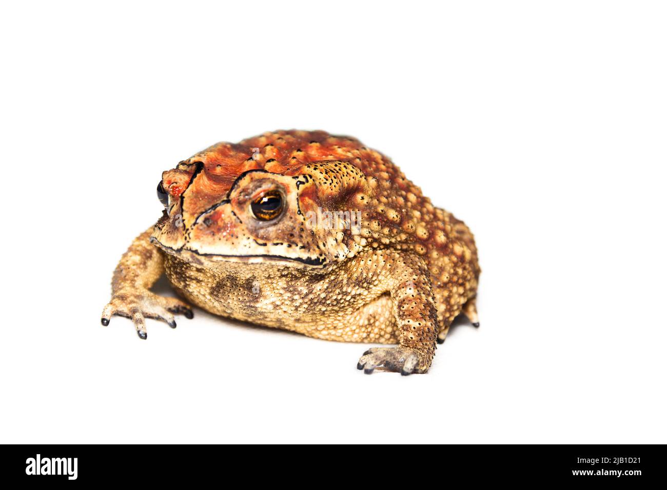 Schneider's (dwarf) toad (Duttaphrynus scaber). Duttaphrynus ...