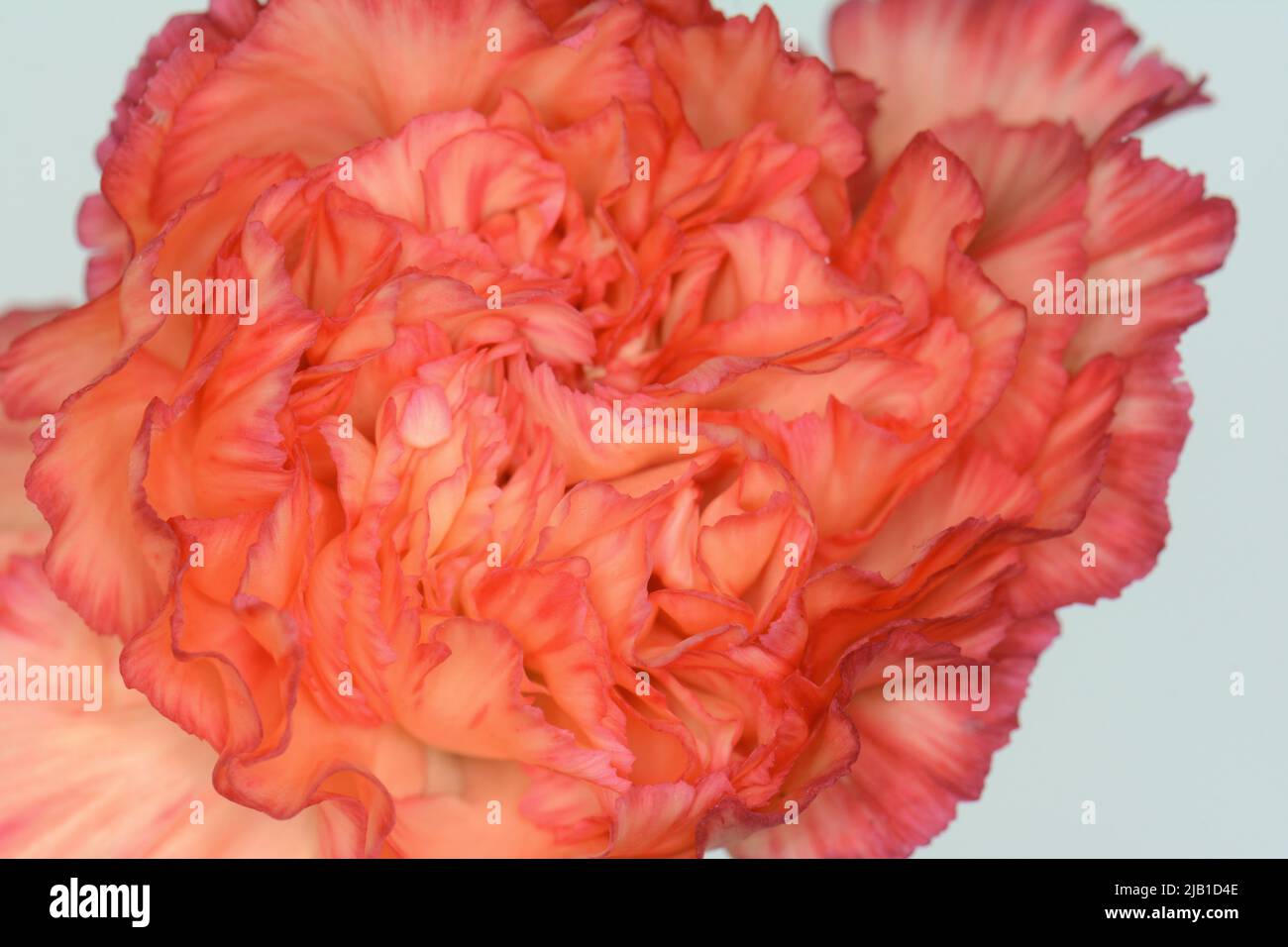 Macro carnation texture background. Full frame petals backgrounf ...