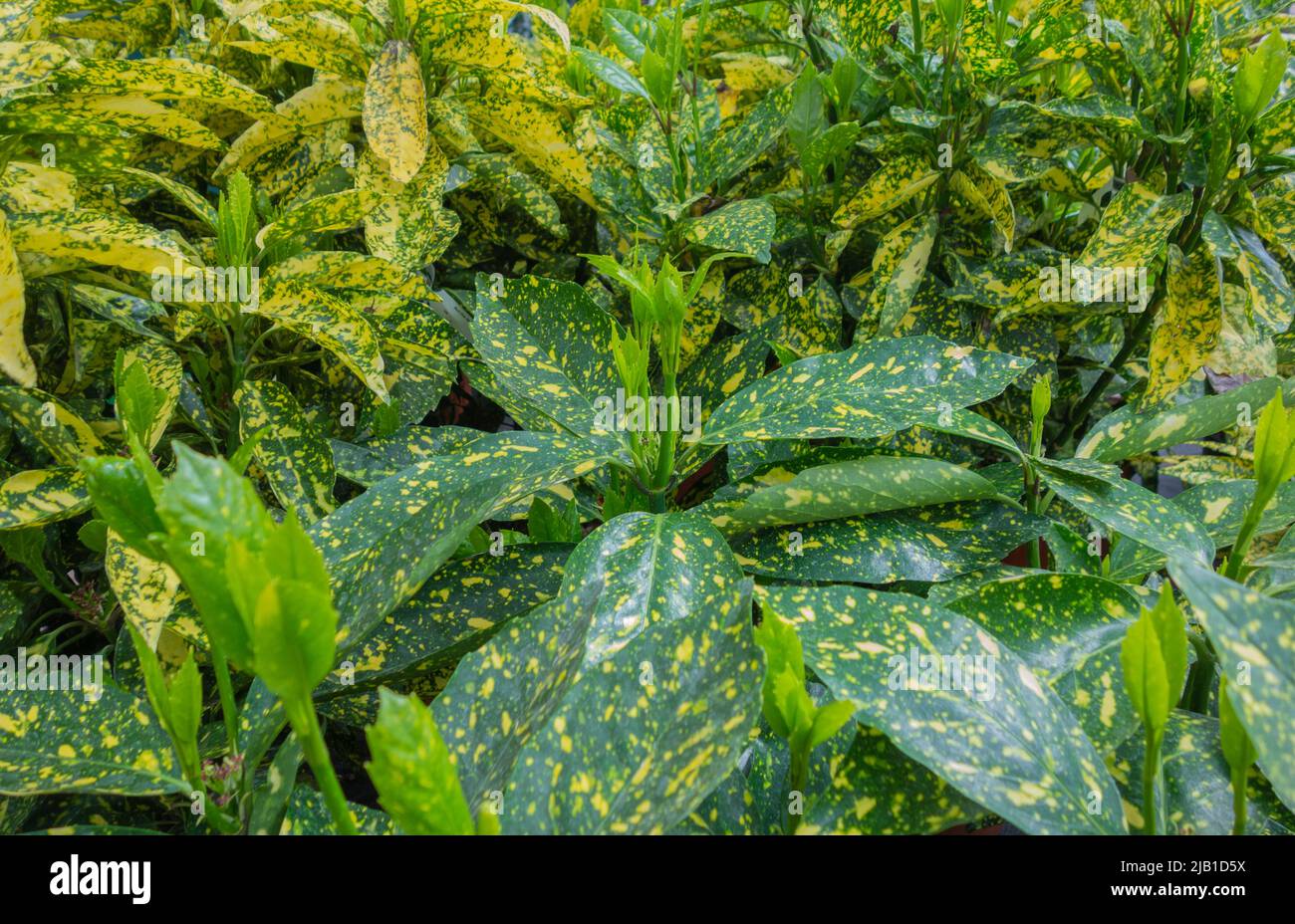 Japanese spotted laurel hi-res stock photography and images - Alamy