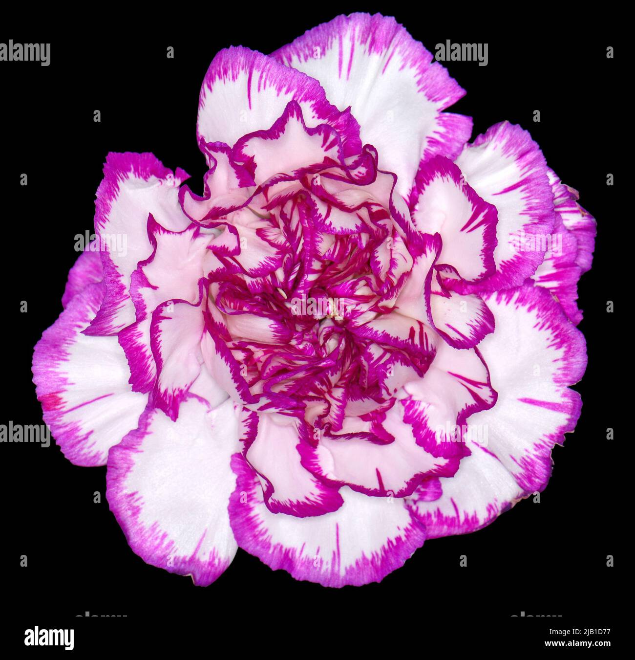 Macro carnation head isolated on black background Stock Photo - Alamy