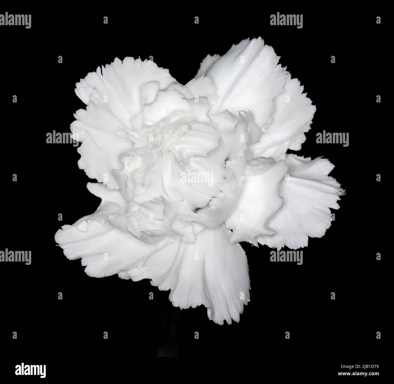 Macro carnation head isolated on black background Stock Photo - Alamy