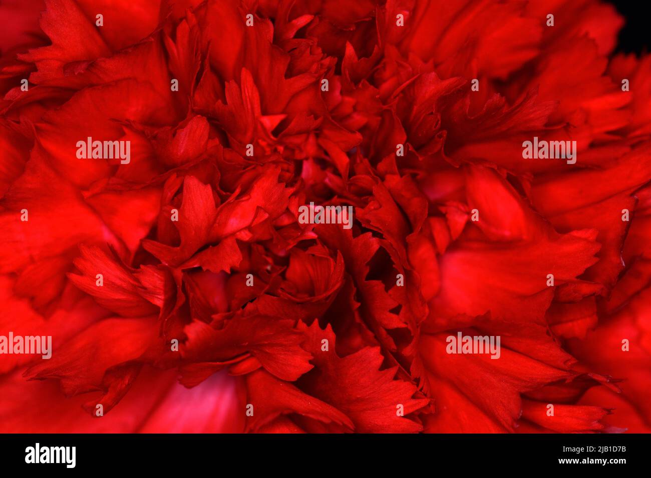 Macro carnation texture background. Full frame petals backgrounf ...