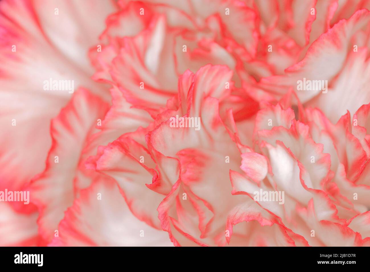 Macro carnation texture background. Full frame petals backgrounf ...