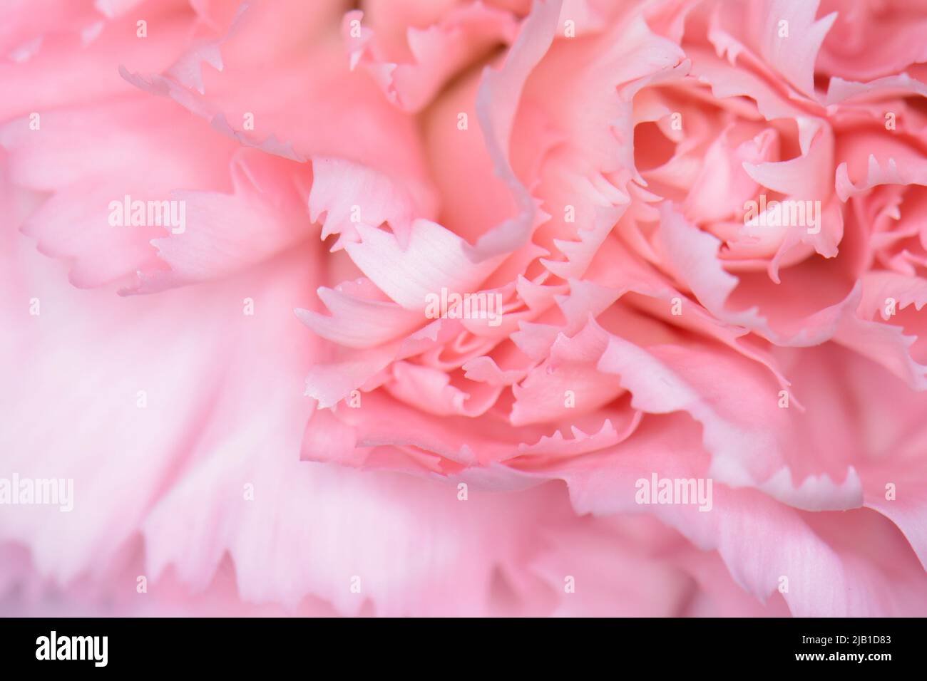 Macro carnation texture background. Full frame petals backgrounf ...