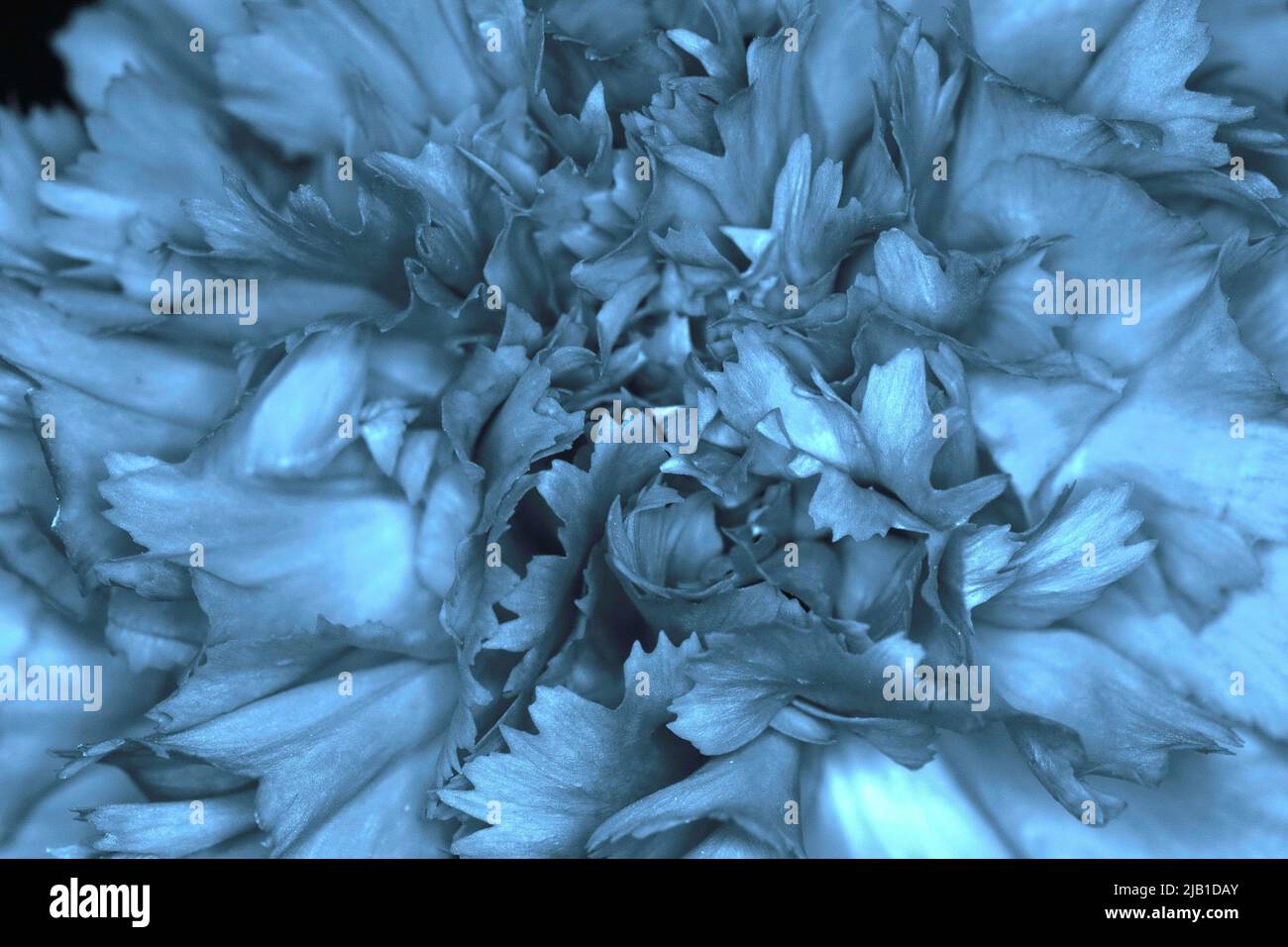 Macro carnation texture background. Full frame petals backgrounf ...