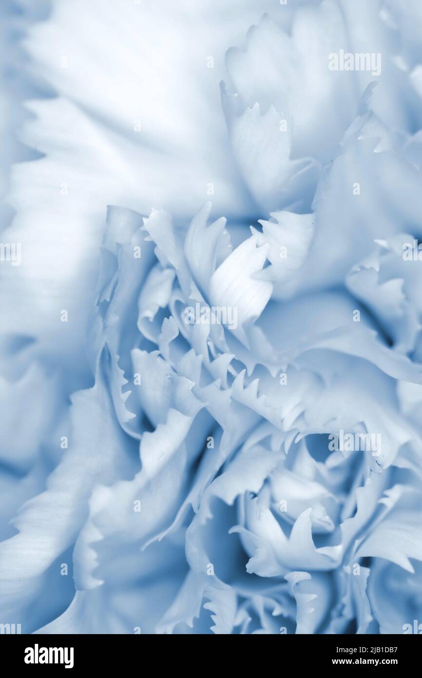 Macro carnation texture background. Full frame petals backgrounf ...