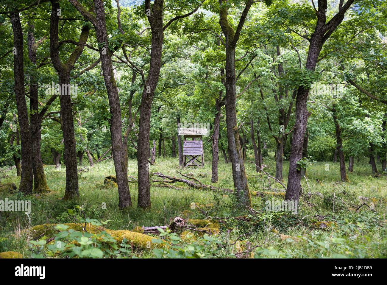Hunting shelter in the forest Stock Photo - Alamy