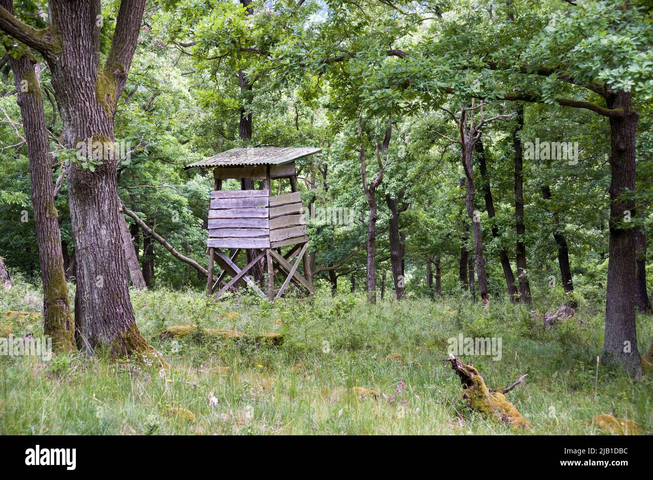 Hunting shelter in the forest Stock Photo - Alamy