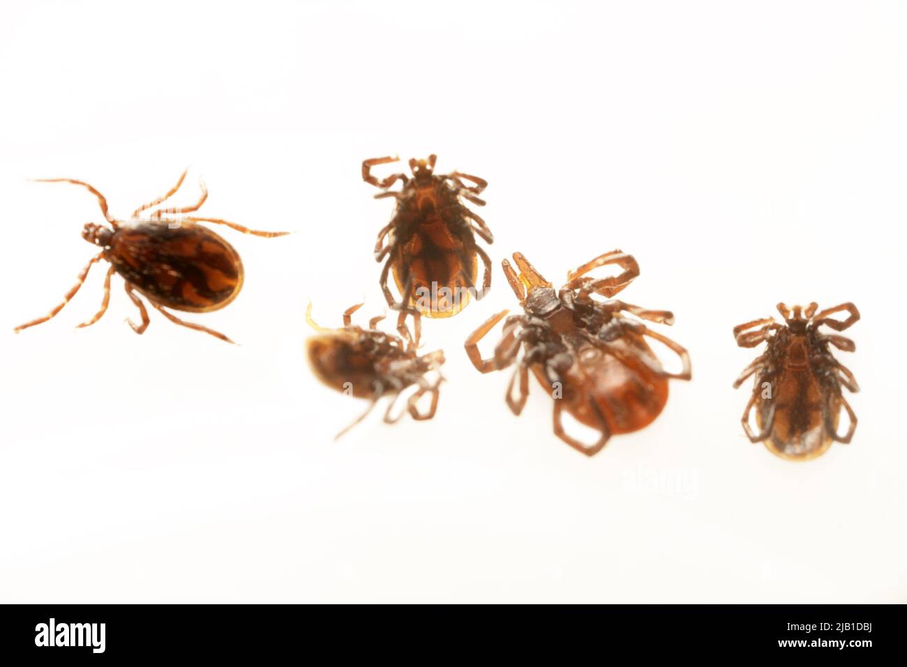 This ticks was removed from a dog in a broad-leaved Europian forest ...