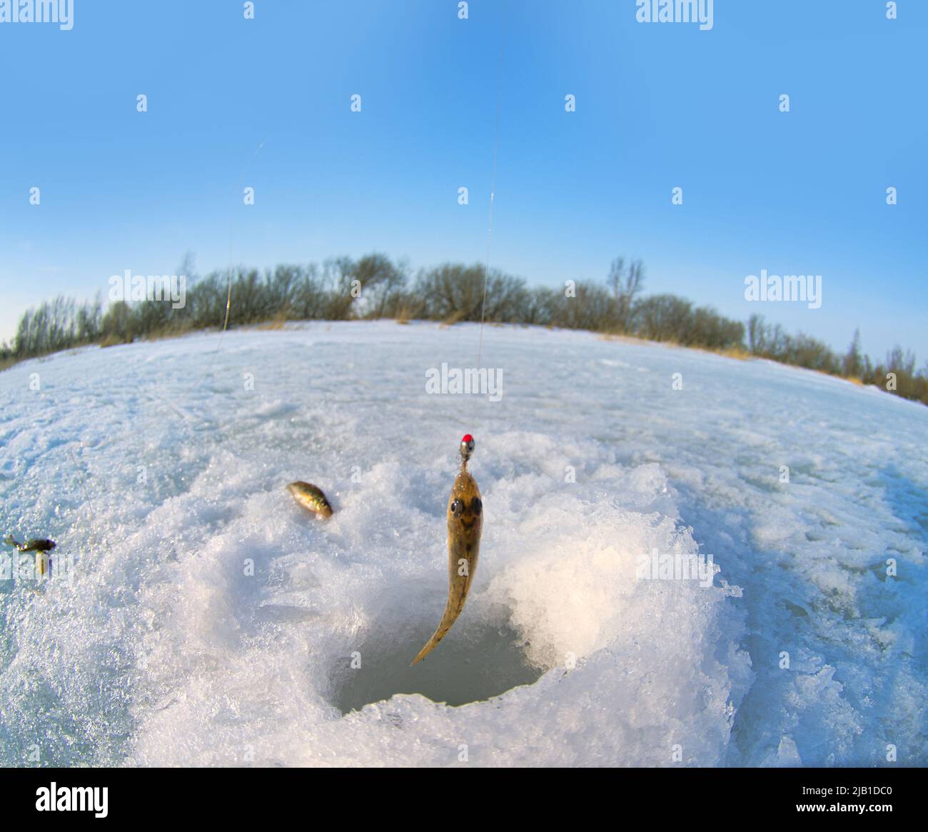 Ice recreational fishing. A picture of ruffe (Acerina cernua) fishing ...