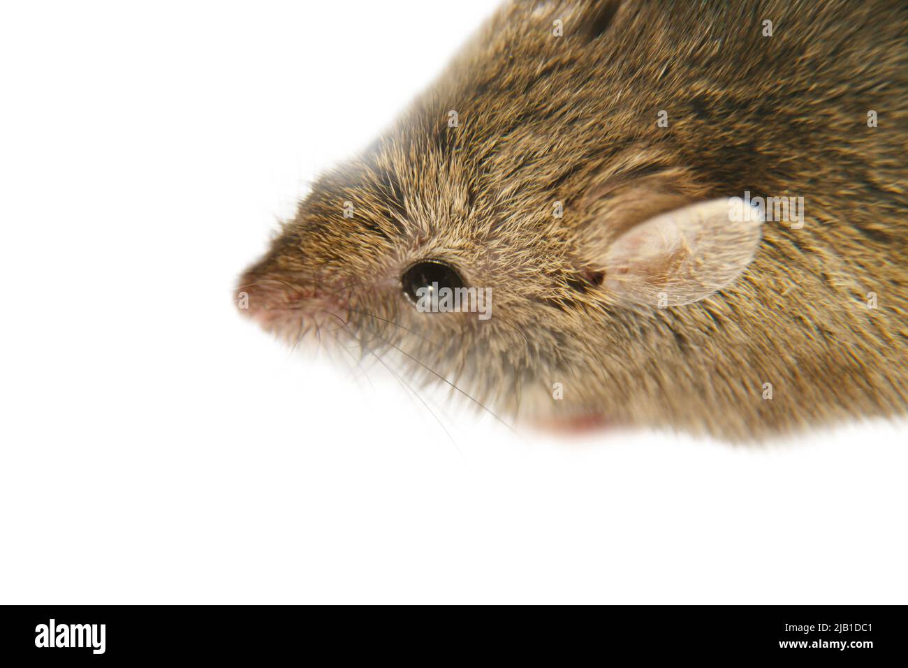 Swiss mice mus musculus hi-res stock photography and images - Alamy